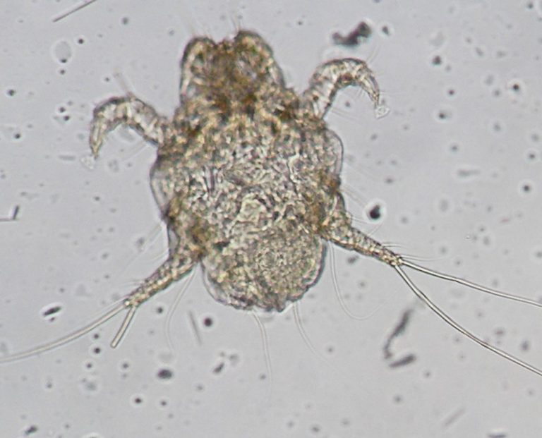 La gale des oreilles chez le chien : origine, symptômes et traitement ...